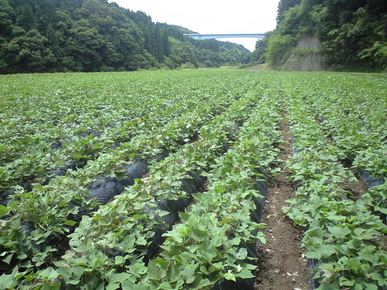 The Smelly, Wonderful World of Sweet Potato Shochu (Ep. 14) - Japan ...